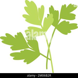 Flat-leaf Parsley Flat Cartoon Vector Illustration Isolated on White ...