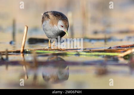Male Little Crake (Porzana parva) foraging in a wetland, walking with ...