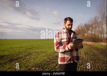 Green wheat in the hands of an agronomist Stock Photo - Alamy