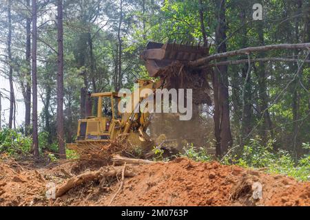 Deforestation in work during clearing forest for new development ...