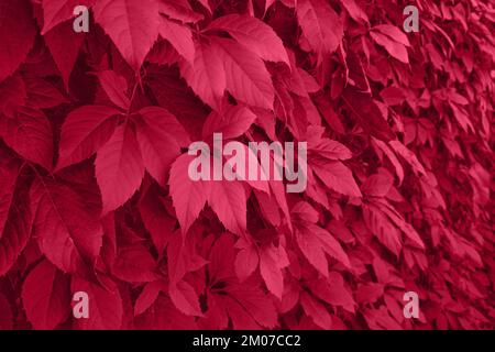 Viva Magenta grape leaves on the wall close-up. Wild grapes monochrome ...