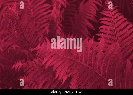 Viva Magenta beautiful view of fern plant in monochrome color. Forest ...