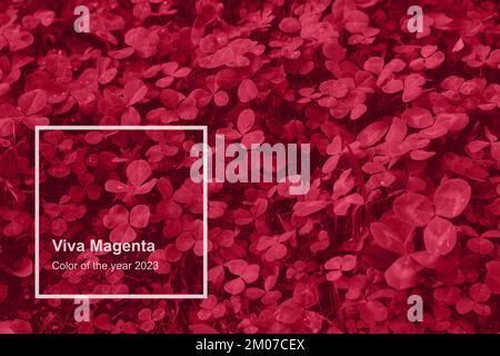 Viva Magenta toned clover backdrop. Monochrome Viva Magenta clover with ...