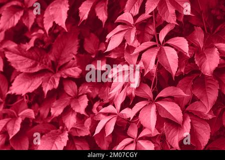 Viva Magenta grape leaves on the wall close-up. Wild grapes monochrome ...