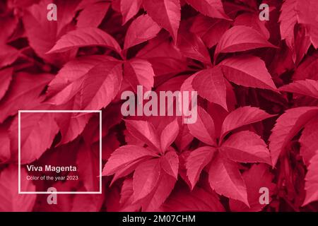 Viva Magenta grape leaves on the wall close-up. Wild grapes monochrome ...