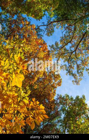 Canopies of white oak and American chestnut trees in fall colors. Peak ...