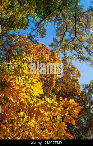Canopies of white oak trees (Quercus alba) in fall colors. Peak fall ...