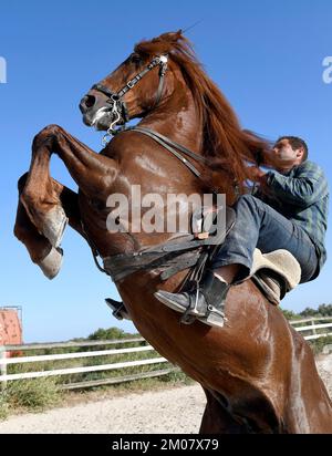 Young farmer from Menorca, practising with his native breed horse ...