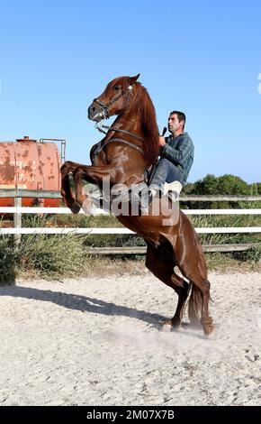 Young farmer from Menorca, practising with his native breed horse ...