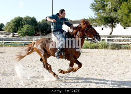 Young farmer from Menorca, practising with his native breed horse ...