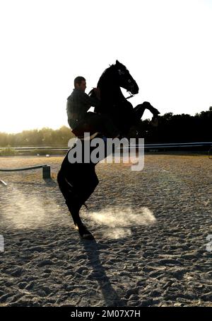 Young farmer from Menorca, practising with his native breed horse ...