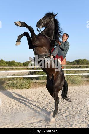 Young farmer from Menorca, practising galloping with his native breed ...