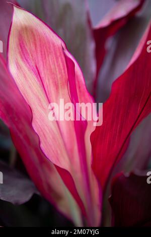 Natural Colorful Pink purple cordyline Leaves flower texture may be ...