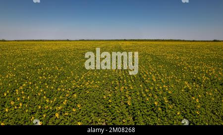 An aerial view of sunflower plantation under blue bright sky Stock ...