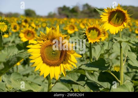 An aerial view of sunflower plantation under blue bright sky Stock ...