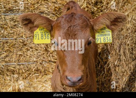 Junges Kalb im Stall, Niedersachsen, Deutschland Stock Photo - Alamy