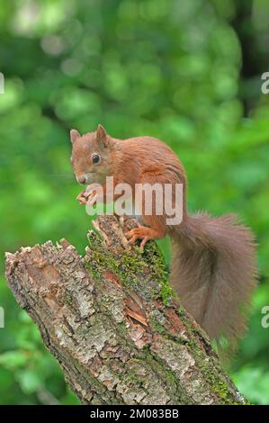 Red Squirrel in summer coat on branch against dark woodland backdrop ...