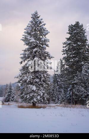 A snow frosted Rocky Mountain Douglas fir tree, Pseudotsuga menziesii ...