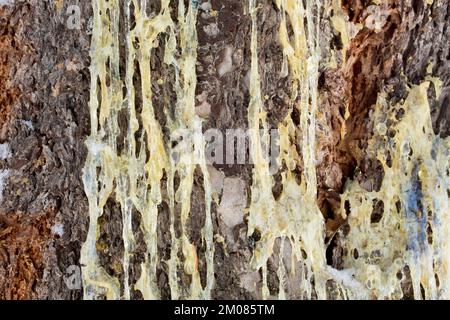 Solidified sap running down Rocky Mountain Douglas fir tree bark ...