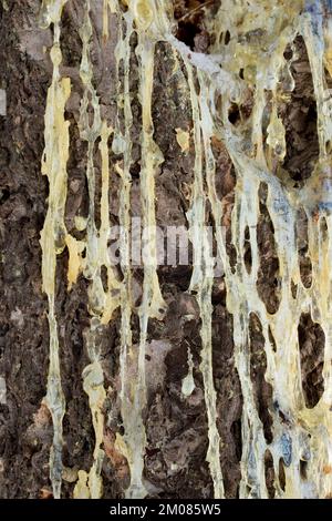 Solidified sap running down Rocky Mountain Douglas fir tree bark ...