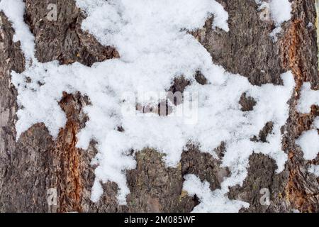 Snow on Rocky Mountain Douglas fir tree bark, Pseudotsuga menziesii var ...