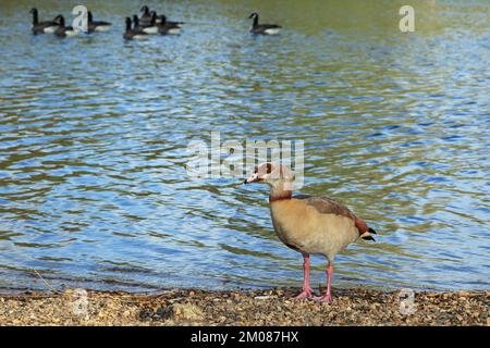 Egyptian Goose on the shores of Conningbrook Lakes Country Park ...