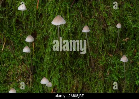 Bonnets (Mycena) in moss, mixed forest, Fanken, Bavaria, Germany ...