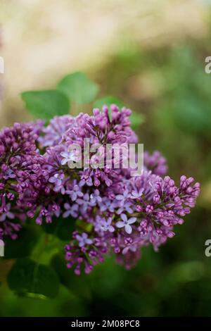 Beautiful purple lilac at sprintime on a blurry background, syringa ...