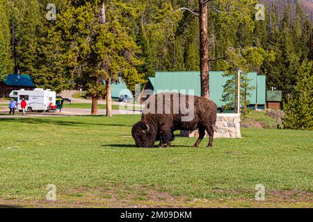 Bison grazing beside Buffalo Bills original resort, the Pahaska Tepee ...