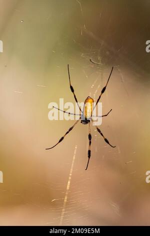 Vertical closeup shot of A golden silk orb-weaving spider with early ...