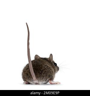 Close up of plain house mouse aka Mus Musculus, standing facing front ...