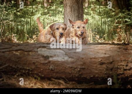 Two Basset Fauve de Bretagne dogs looking slightly away in the forest ...