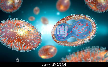 Cross section of a smallpox pathogen with cell membrane, nucleocapsid ...