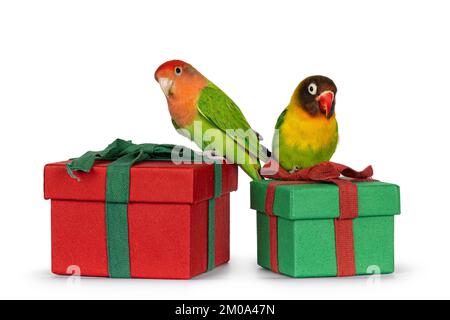 Cute couple of Love Birds aka Agapornis, sitting together in rotan ...