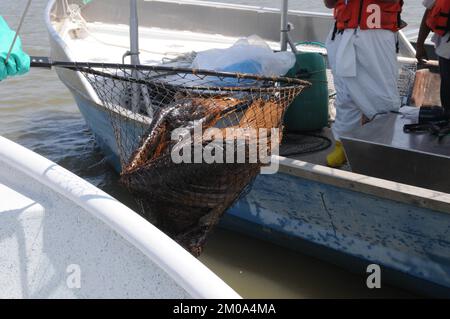 Office of the Administrator (Lisa P. Jackson) - Various Images (BP Oil ...