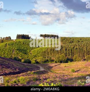 Path across Heathland down into Sherbrook Valley in summer Cannock ...