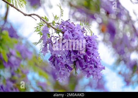Colorful blooming flowers in Perth botanical garden with its collection ...