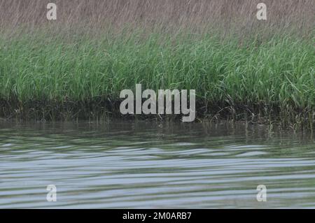 Office of the Administrator (Lisa P. Jackson) - Various Images (BP Oil ...