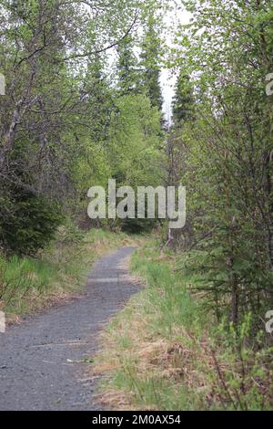 Evergreen lined gravel hiking trail in the mountains Stock Photo - Alamy
