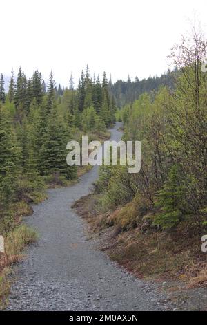Evergreen lined gravel hiking trail in the mountains Stock Photo - Alamy