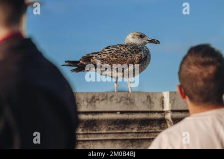 Birds on the top of Altare della Patria in Rome Stock Photo - Alamy