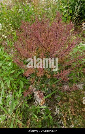 red purple seed pods of Barbarea vulgaris plant Stock Photo - Alamy