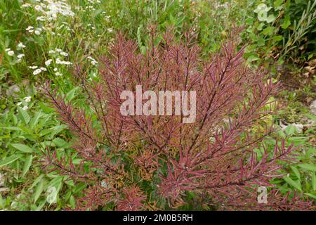 red purple seed pods of Barbarea vulgaris plant Stock Photo - Alamy