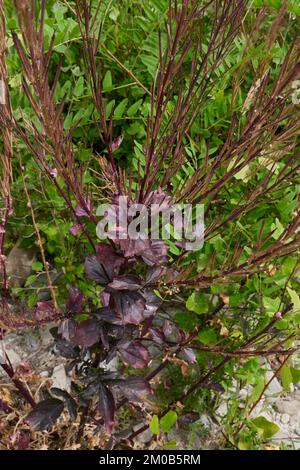 red purple seed pods of Barbarea vulgaris plant Stock Photo - Alamy
