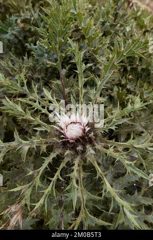 white flower and spiny leaves of Carlina acaulis plant Stock Photo - Alamy