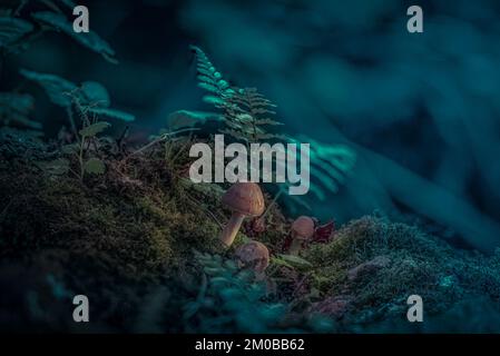 Magical forest floor Stock Photo - Alamy