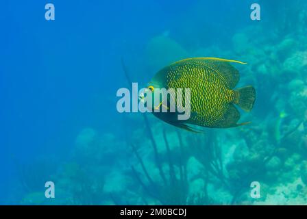Adult French Angel Fish swimming under a pier next to a pillar Stock ...