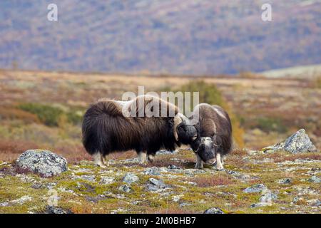 Muskox (Ovibos moschatus) bull and cow on the tundra during the rut ...