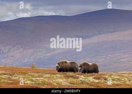 Muskox (Ovibos moschatus) bull and cow on the tundra during the rut ...