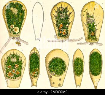 JOSEPH LEIDY (1823-1891) American anatomist and paleontologist Stock ...